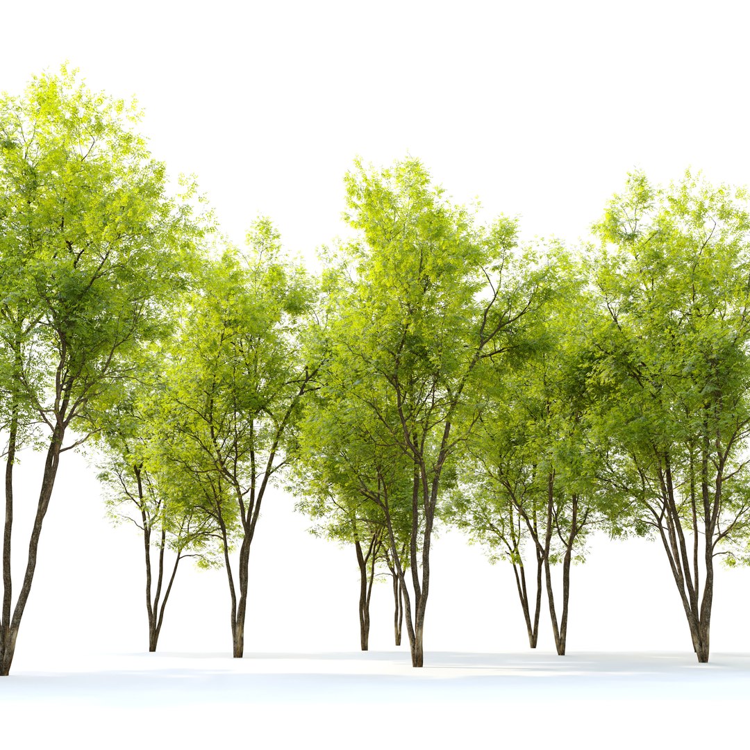 Summit Green Ash 3D Model - TurboSquid 1956950