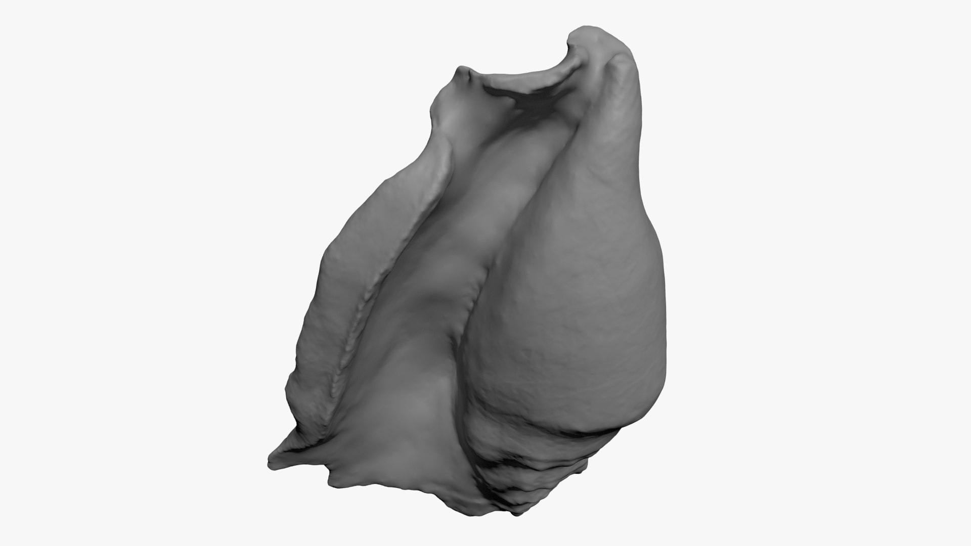 3D Strombus Sinuatus 01 For 3D Print - TurboSquid 2405143