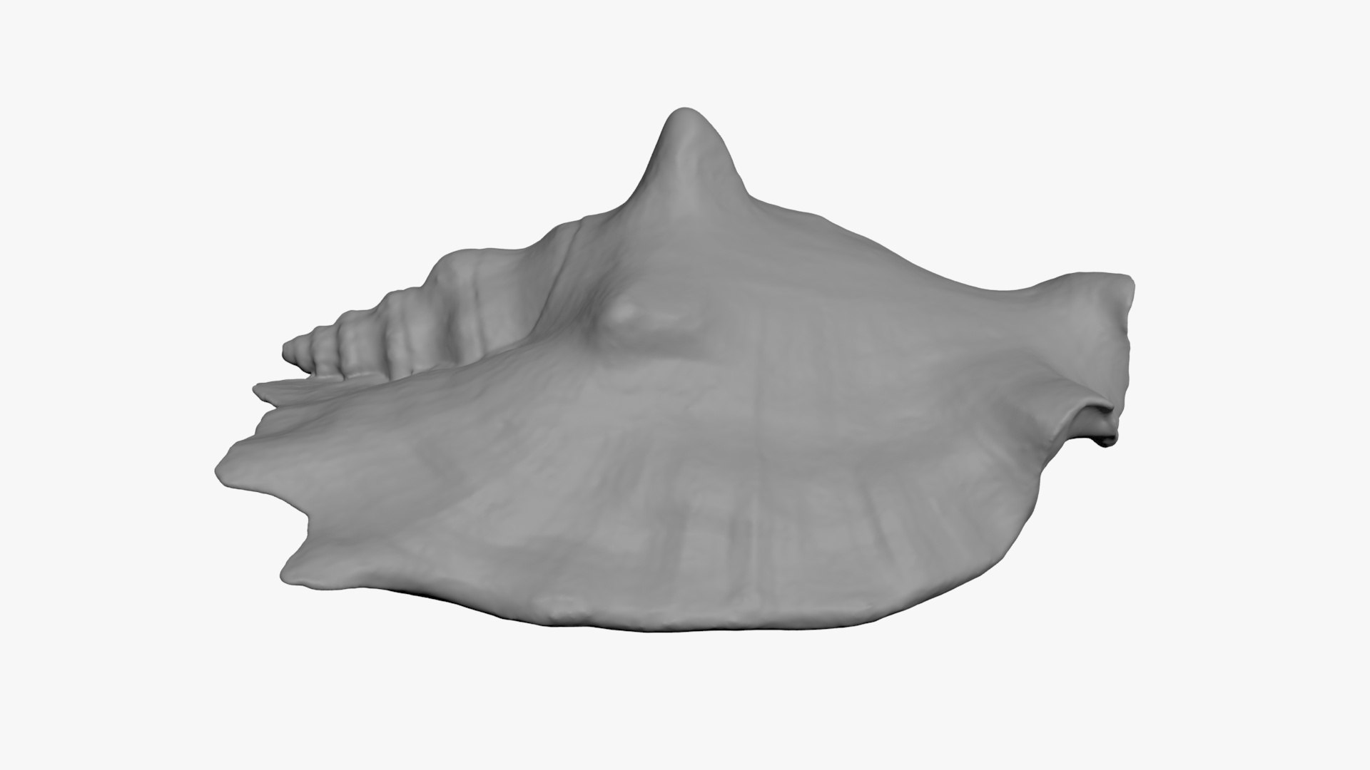 3D Strombus Sinuatus 01 For 3D Print - TurboSquid 2405143