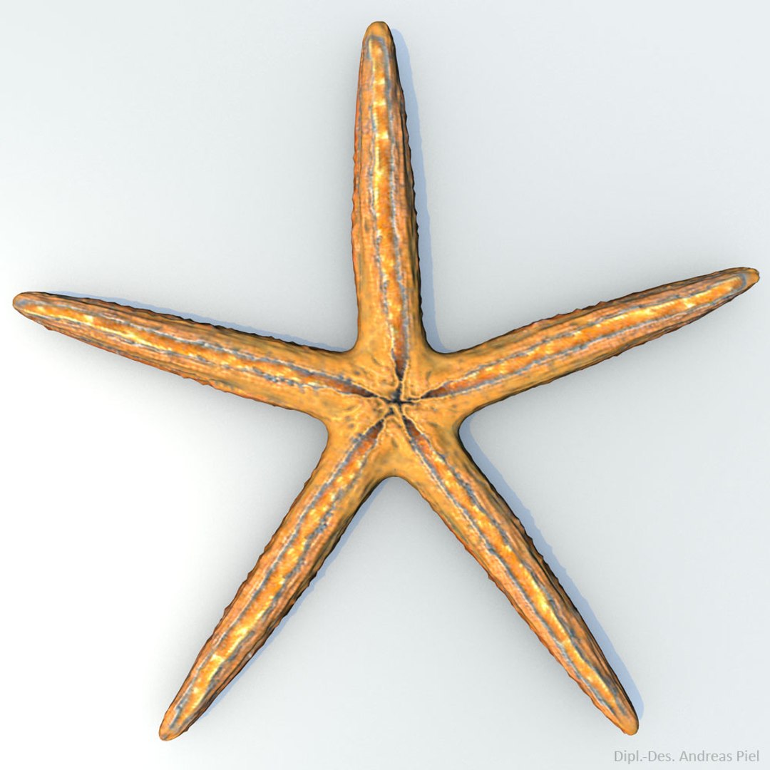 Orange Starfish 3d Model