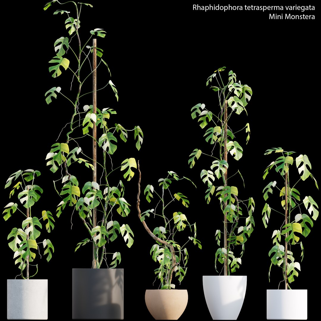 3D Rhaphidophora Tetrasperma Var - Mini Monstera Model - TurboSquid 1747765