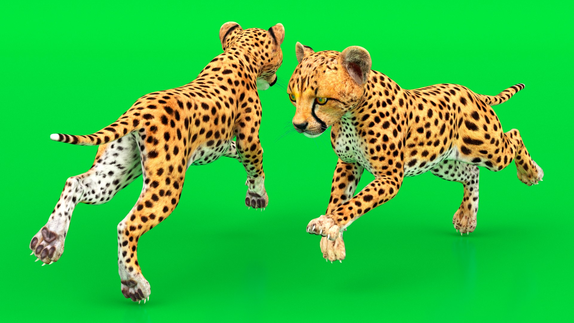 3D Cheetah Cub Running Pose - TurboSquid 2359059