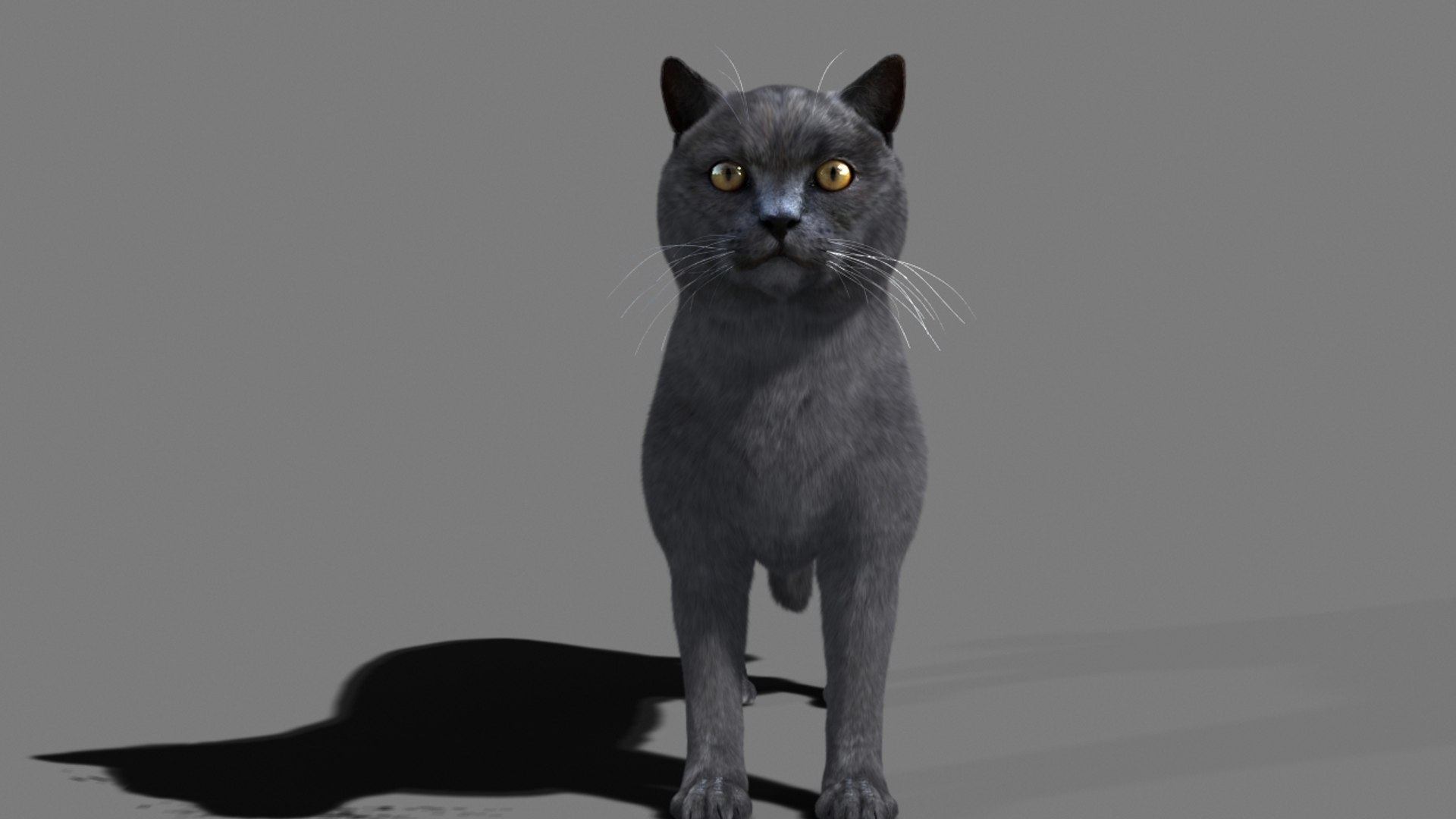 3ds Max Cat Hairfarm Animation