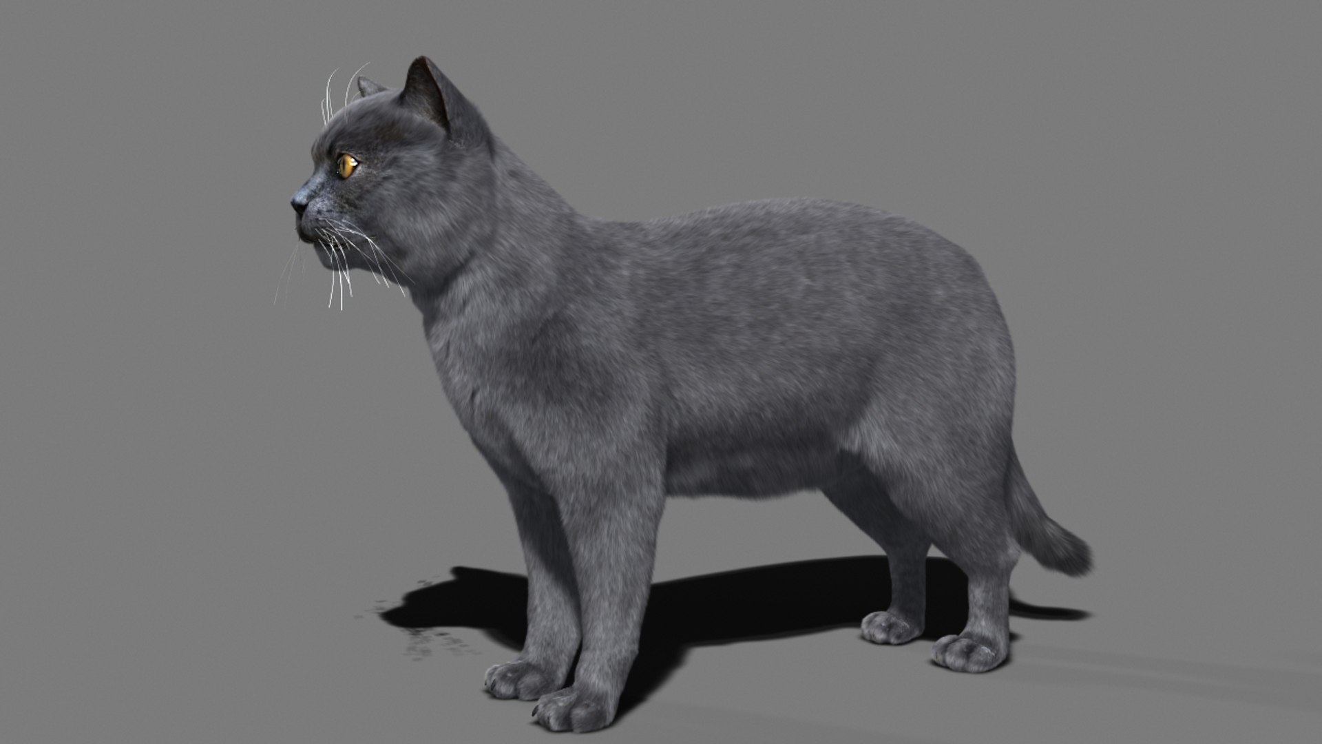 3ds Max Cat Hairfarm Animation