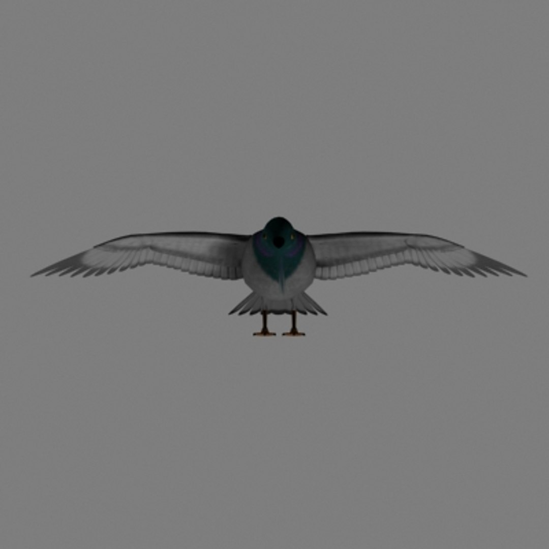 Imagination Pigeon 3d Model