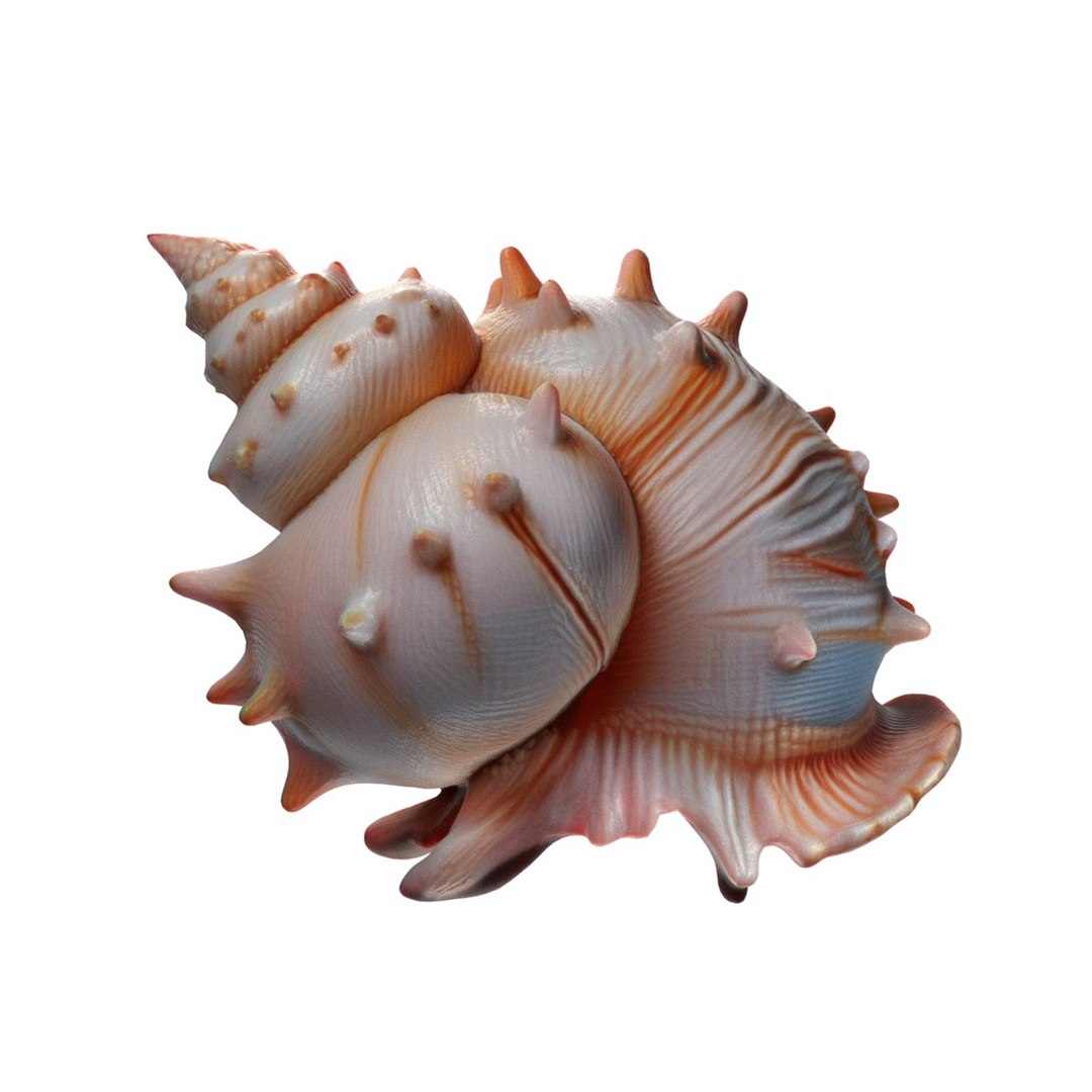 Conch Shell V10 3D Model - TurboSquid 2370739