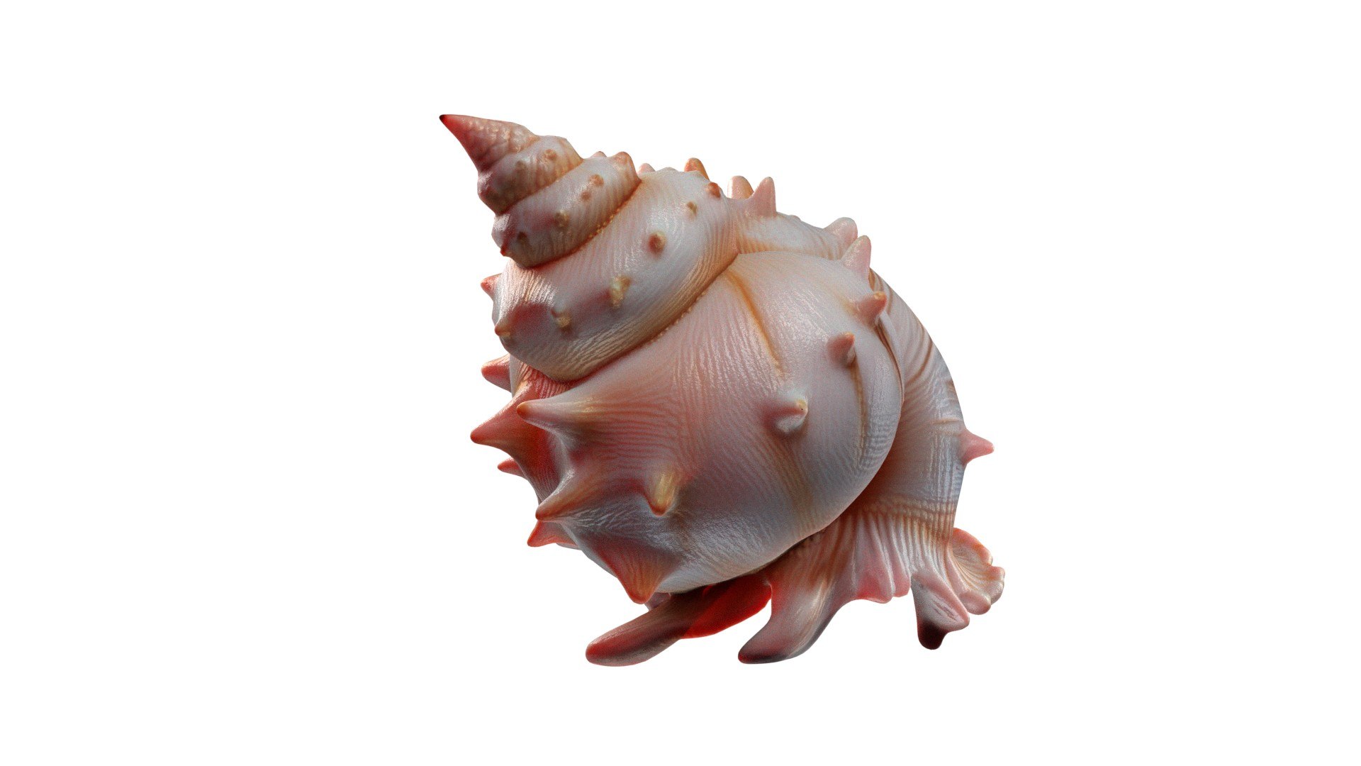Conch Shell V10 3D Model - TurboSquid 2370739