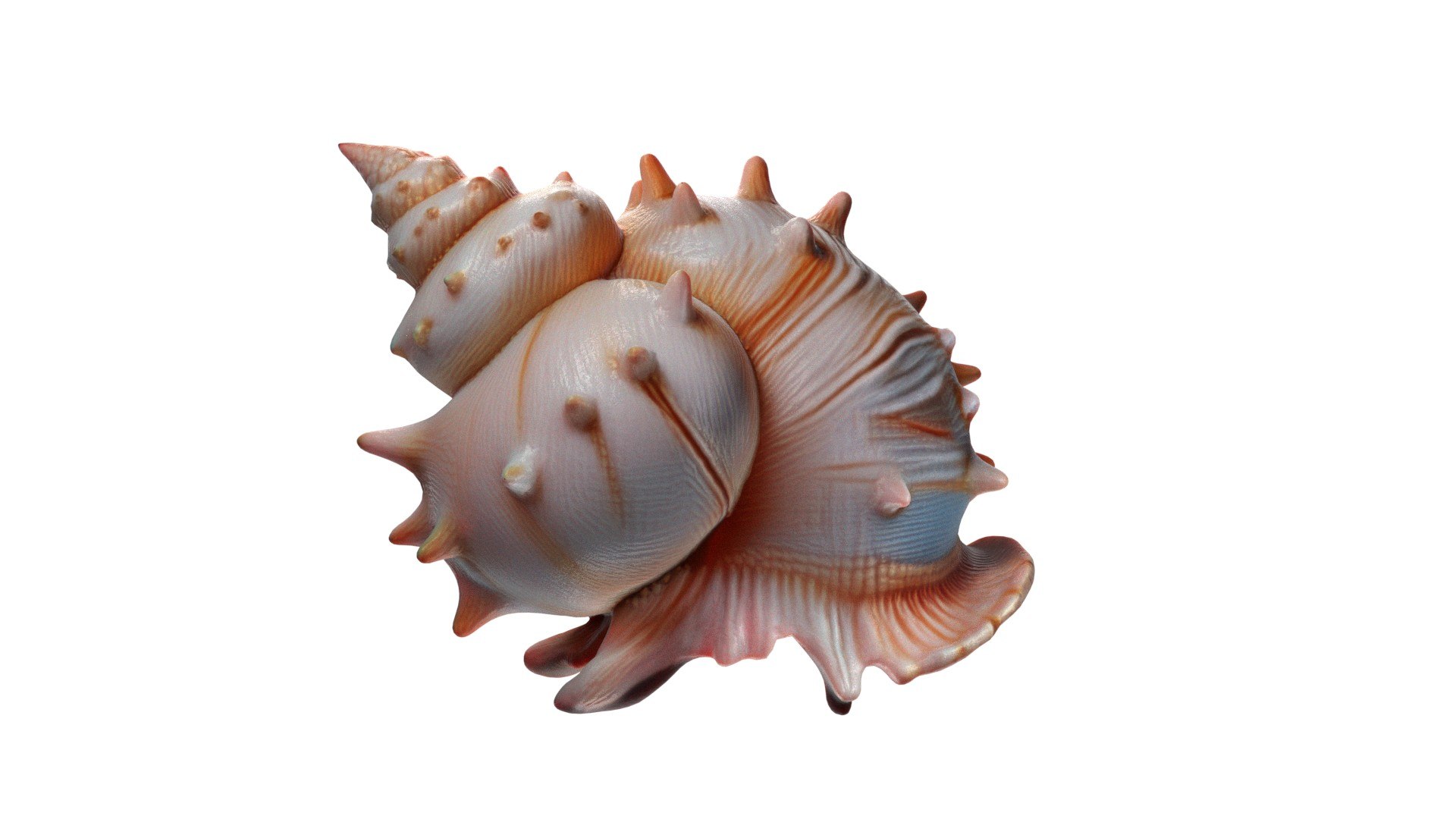 Conch Shell V10 3D Model - TurboSquid 2370739