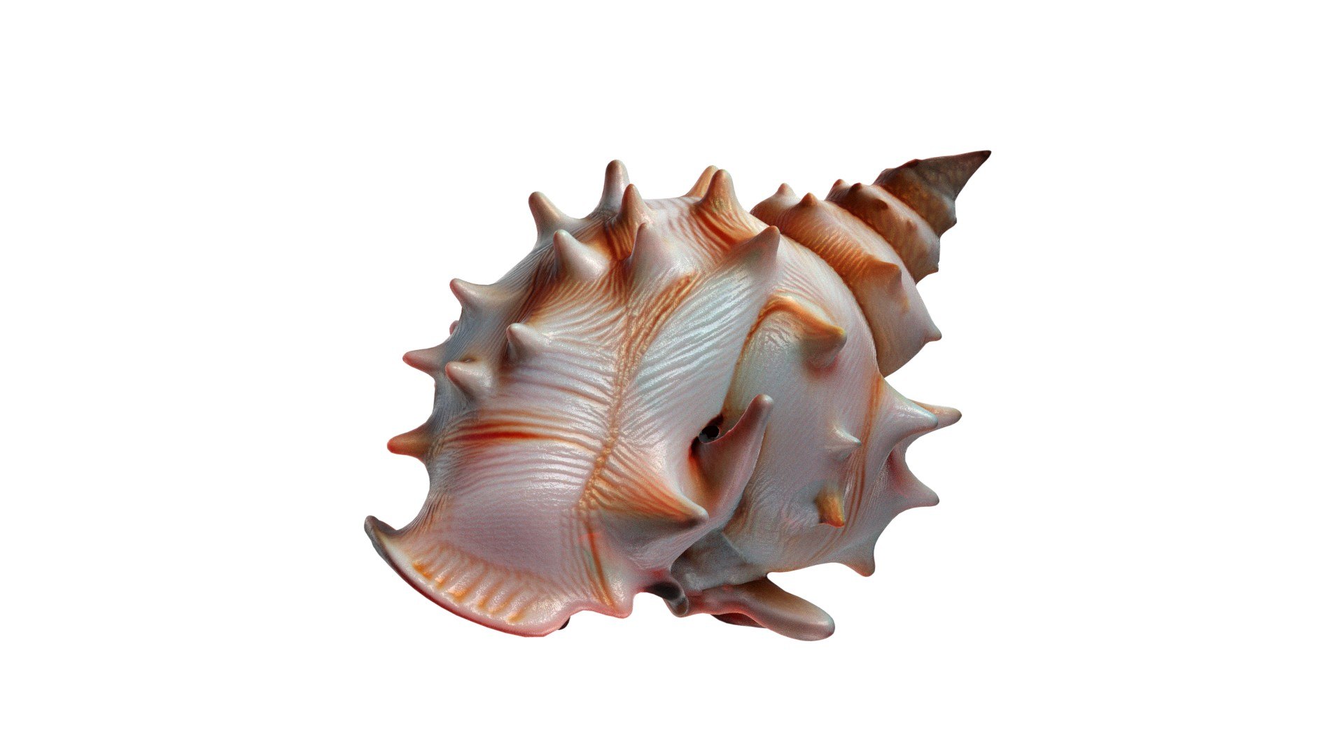 Conch Shell V10 3D Model - TurboSquid 2370739
