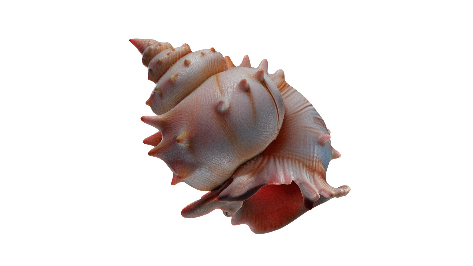 Conch Shell V10 3D Model - TurboSquid 2370739