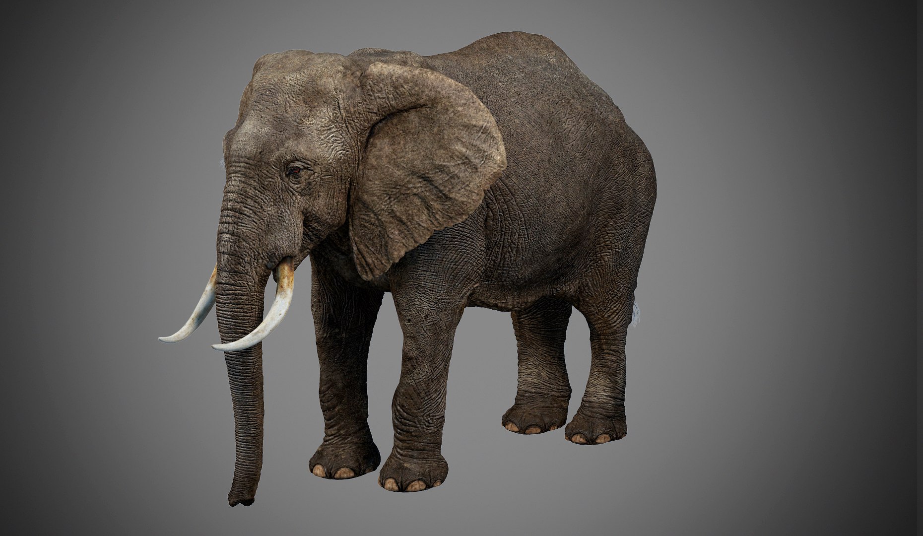 Photorealistic Elephant Max