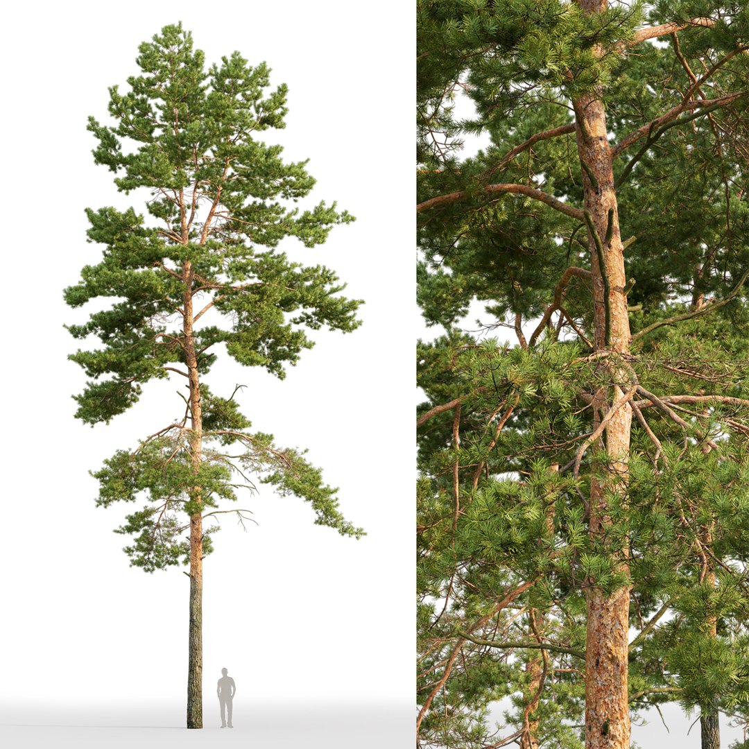 Pine Tree Model - TurboSquid 1696706
