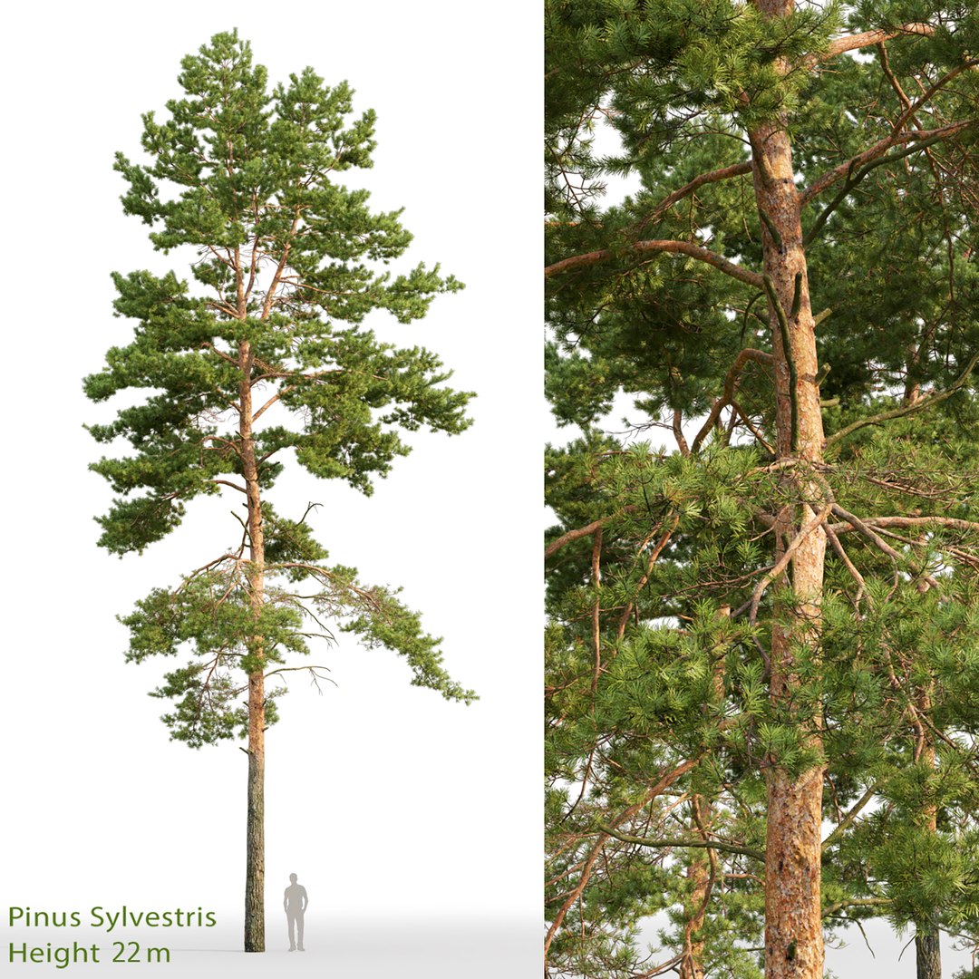 Pine Tree Model - TurboSquid 1696706
