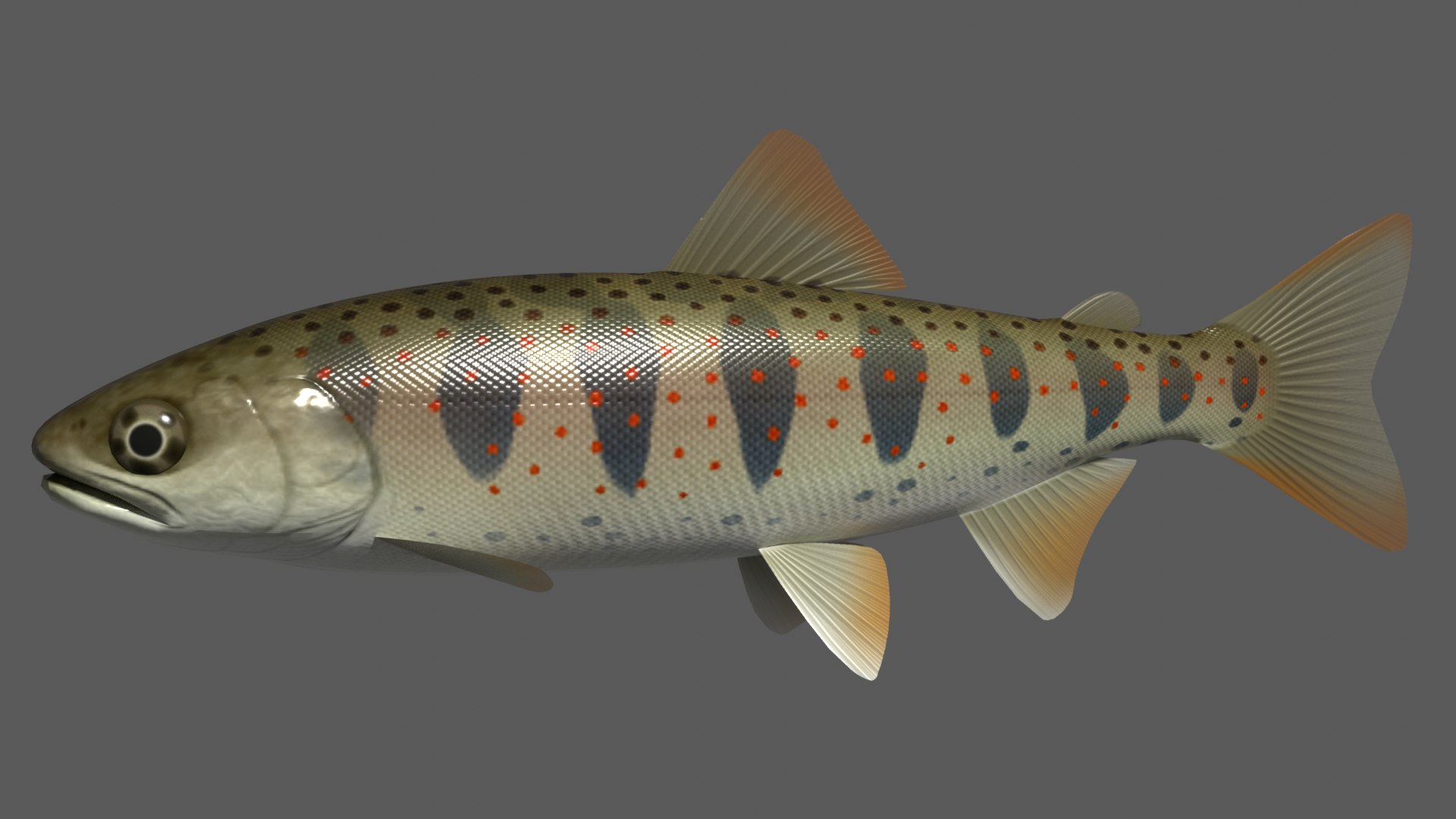 3d Model Salmo Amago