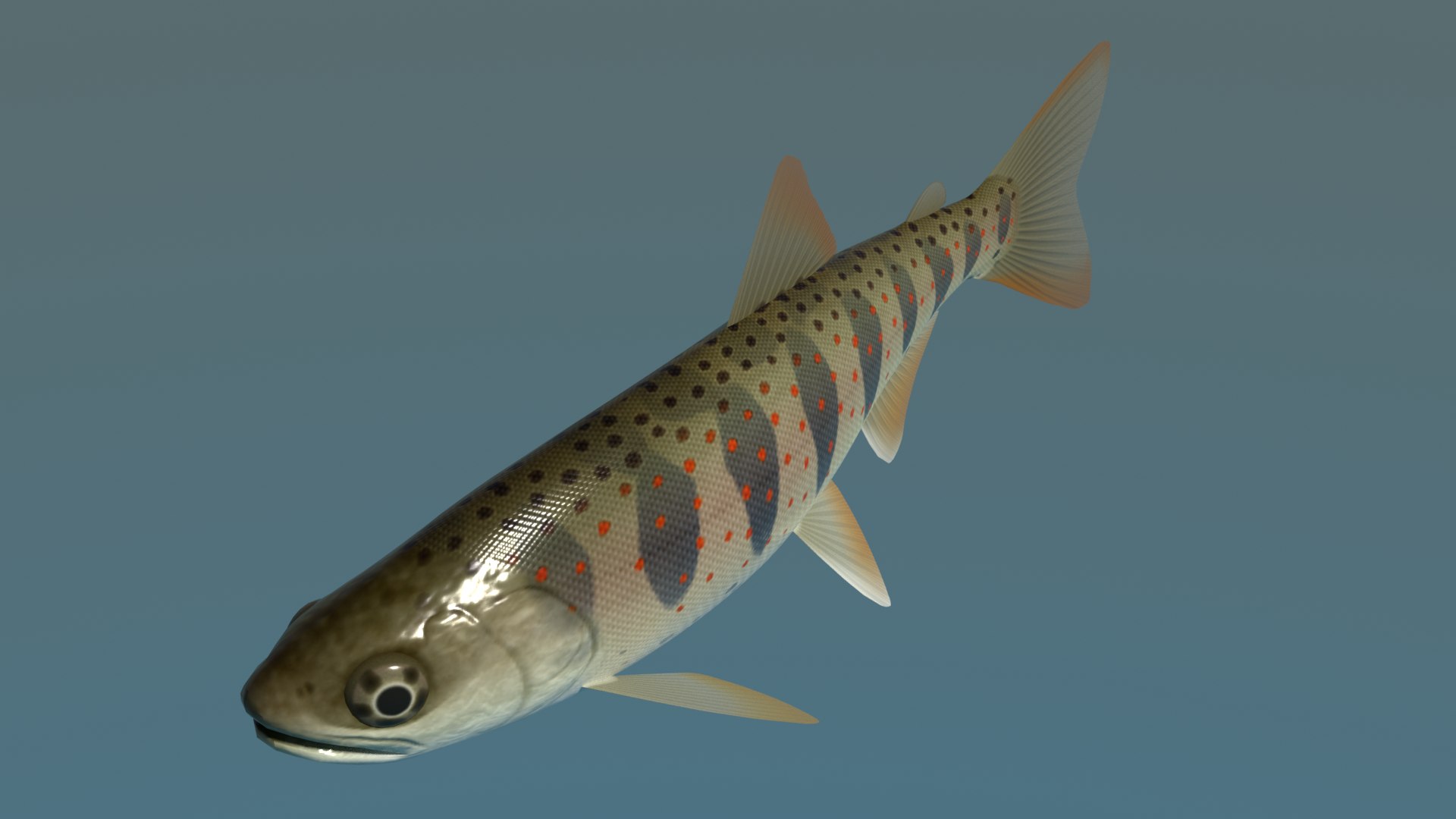 3d Model Salmo Amago