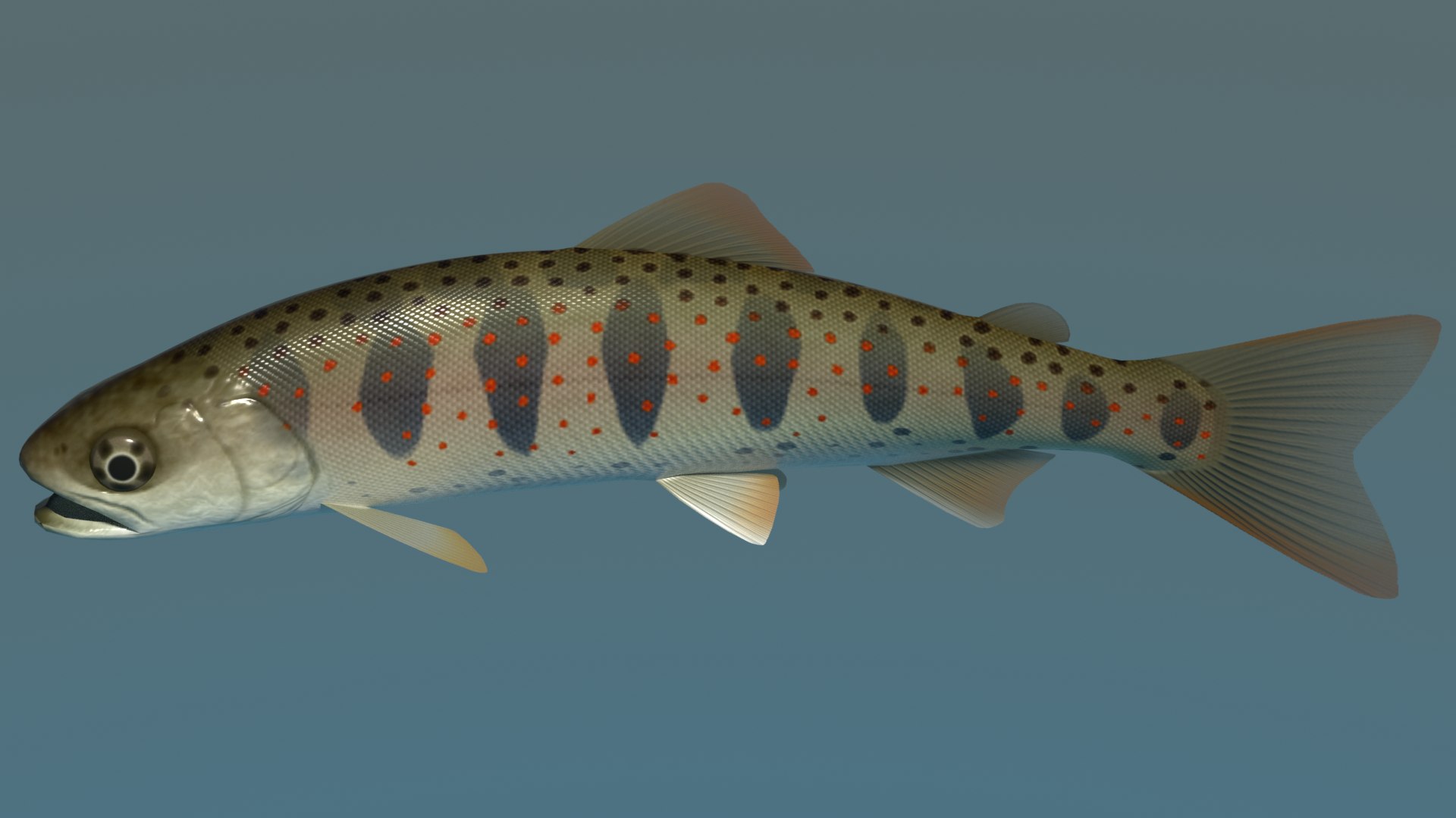 3d Model Salmo Amago