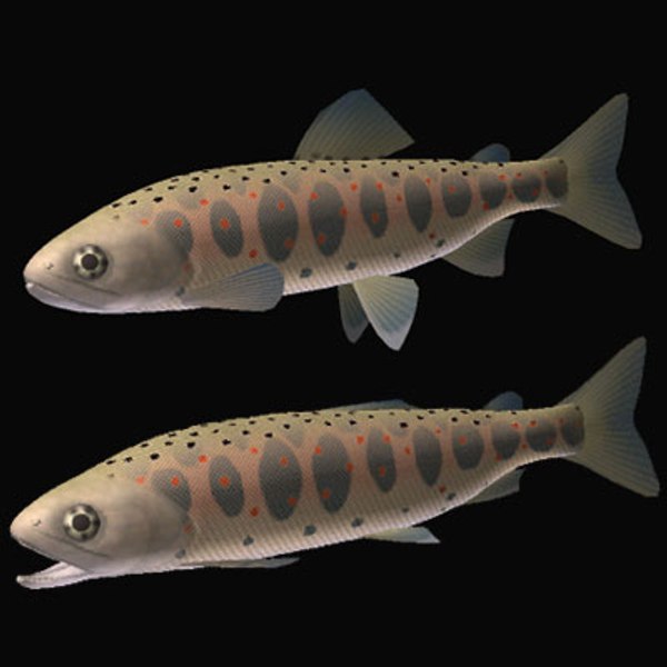 Amago 3D 모델 - TurboSquid 166126