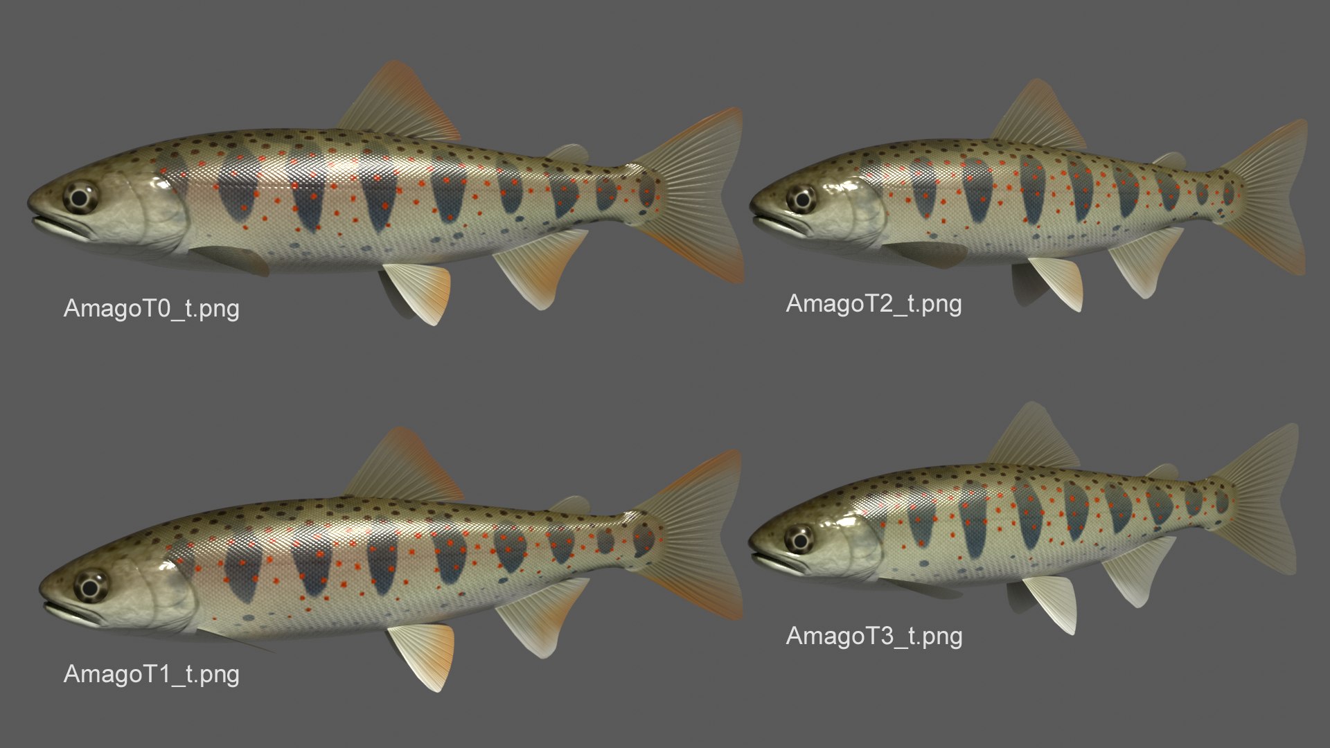 3d Model Salmo Amago