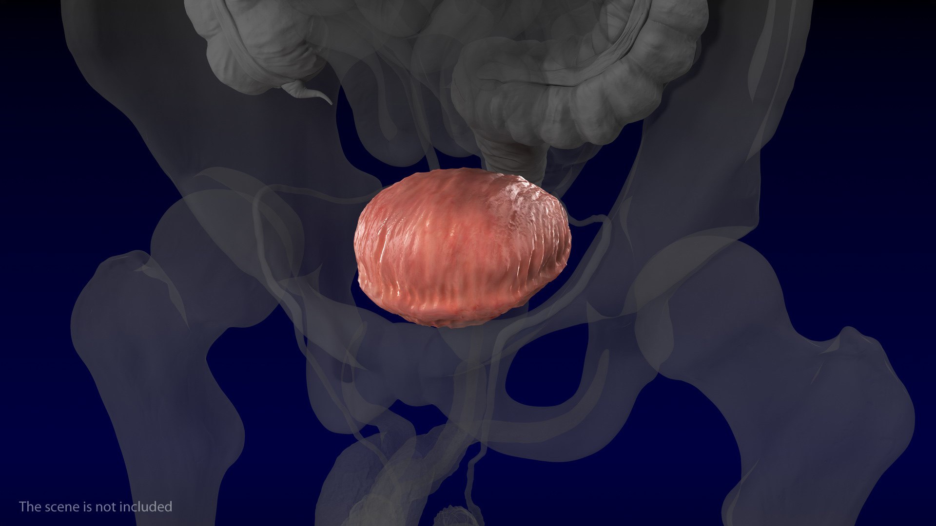 3D Human Urinary Bladder - TurboSquid 1461211
