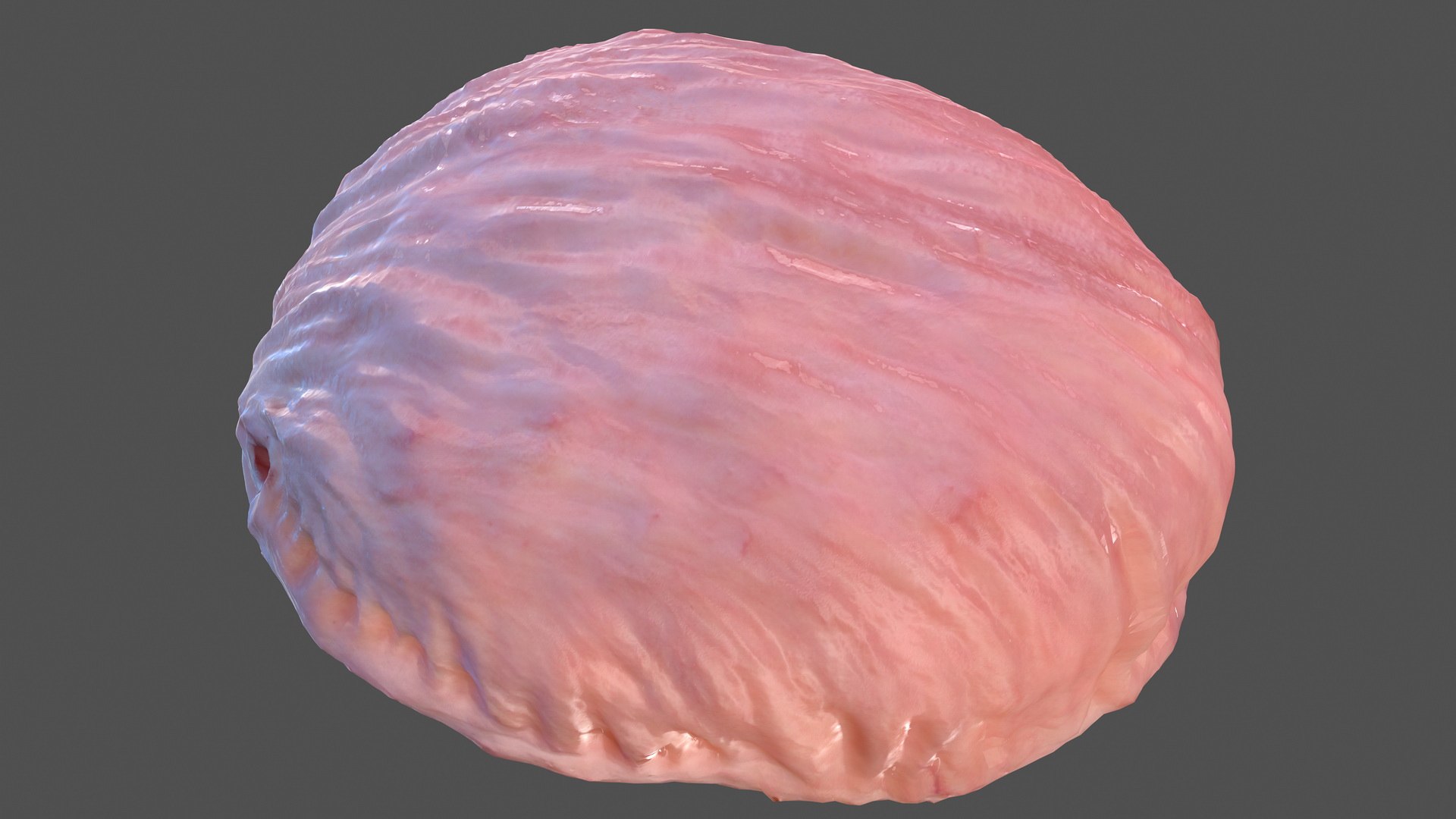 3D Human Urinary Bladder - TurboSquid 1461211