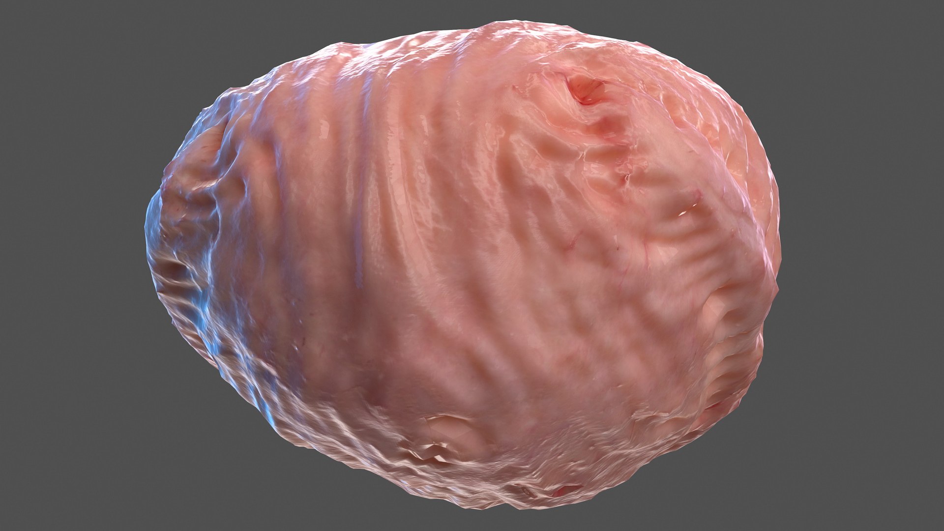 3D Human Urinary Bladder - TurboSquid 1461211