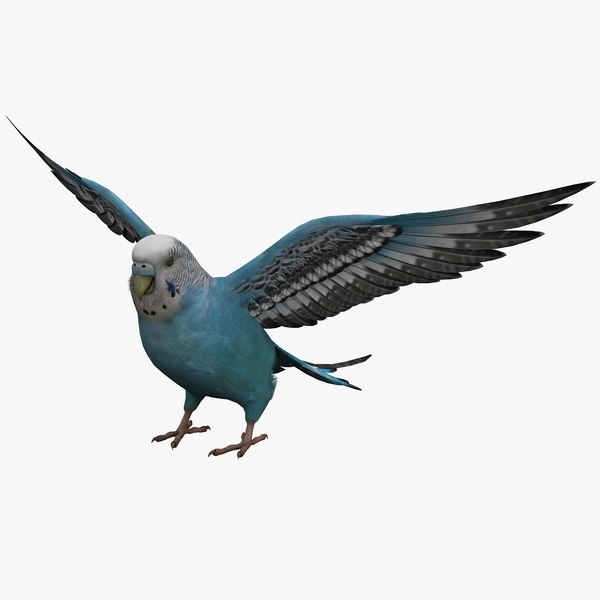 3D Parakeet Models | TurboSquid