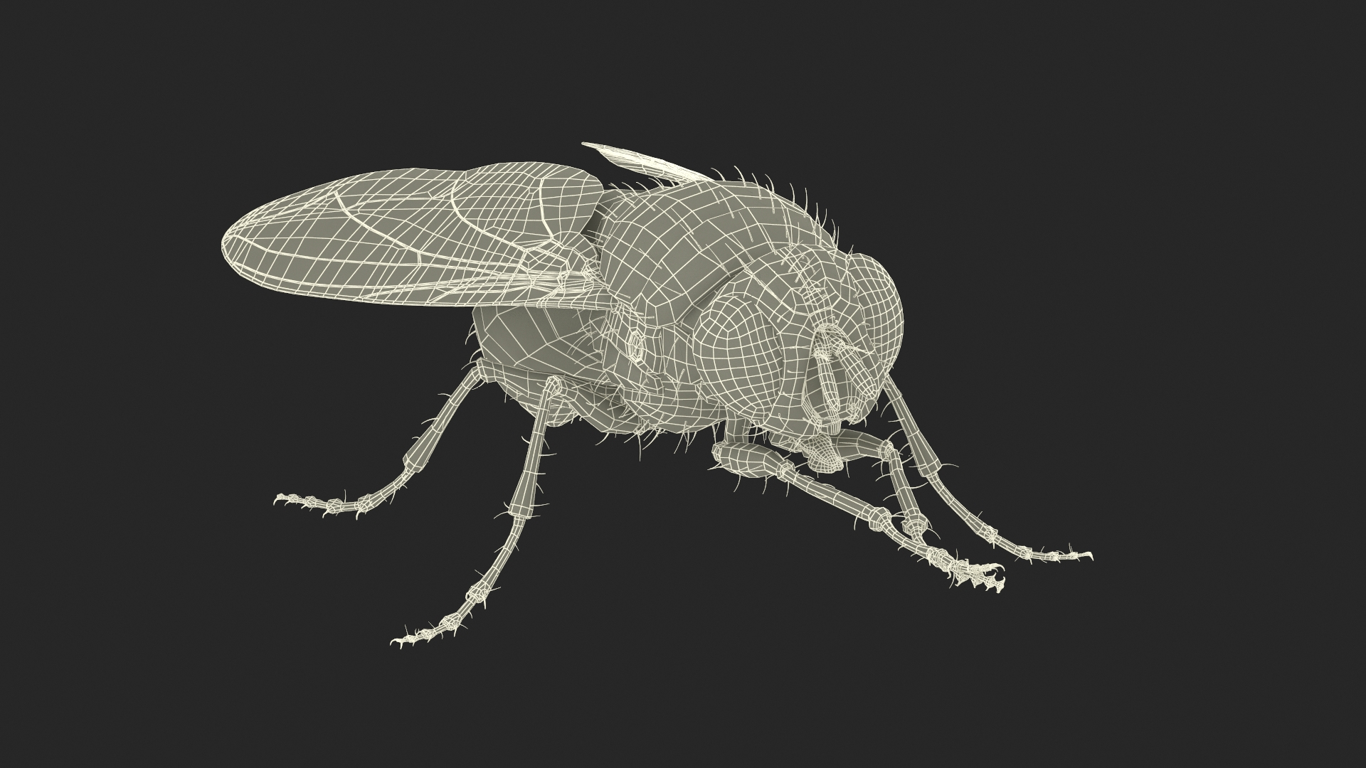 Realistic Housefly Insect 3D - TurboSquid 2384519