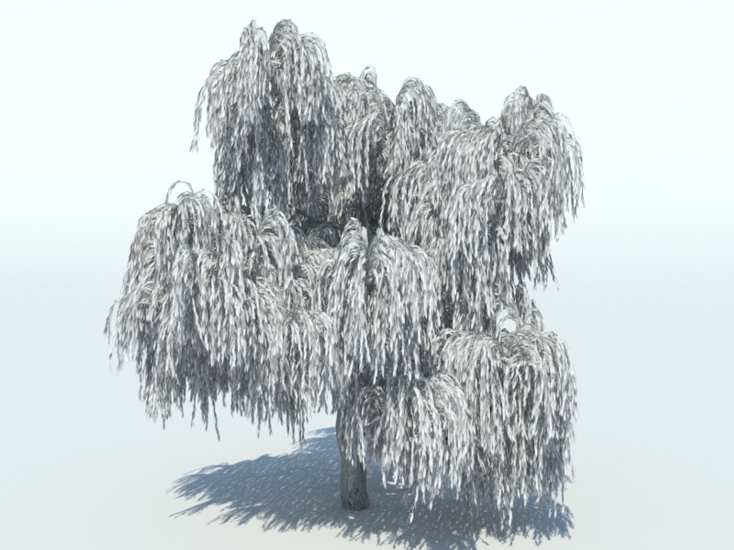3d Realistic Willow Tree