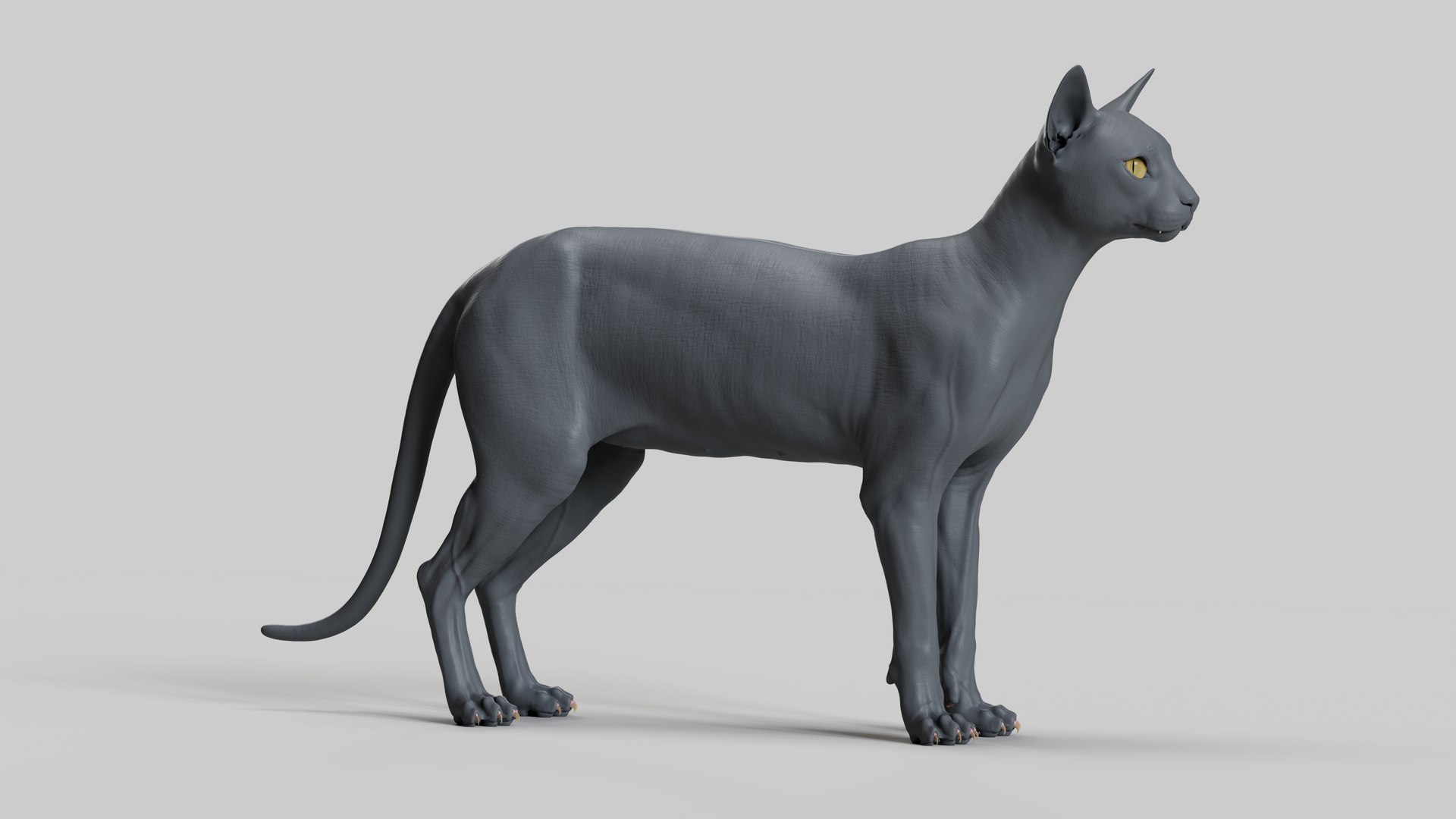 Abyssinian Cat 3D Model - TurboSquid 2331901