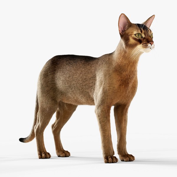 modelo 3d Gato abisinio - TurboSquid 2331901