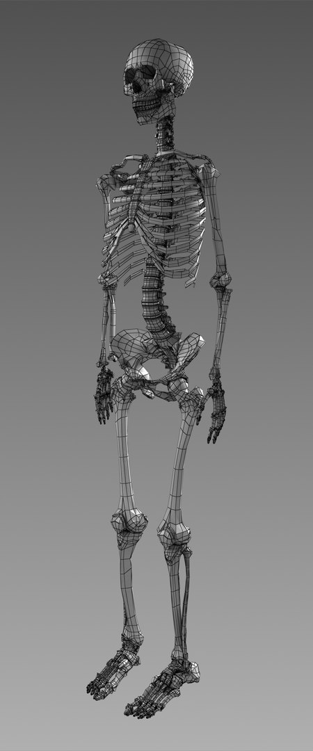 3d Model Anatomy Skeleton