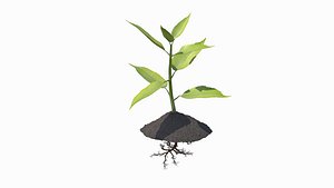 3D Plants Root Models - Browse & Download Formats - TurboSquid