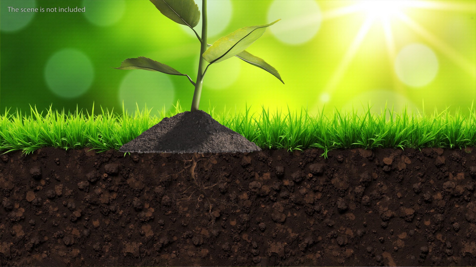 3D Young Plant With Roots - TurboSquid 2310864