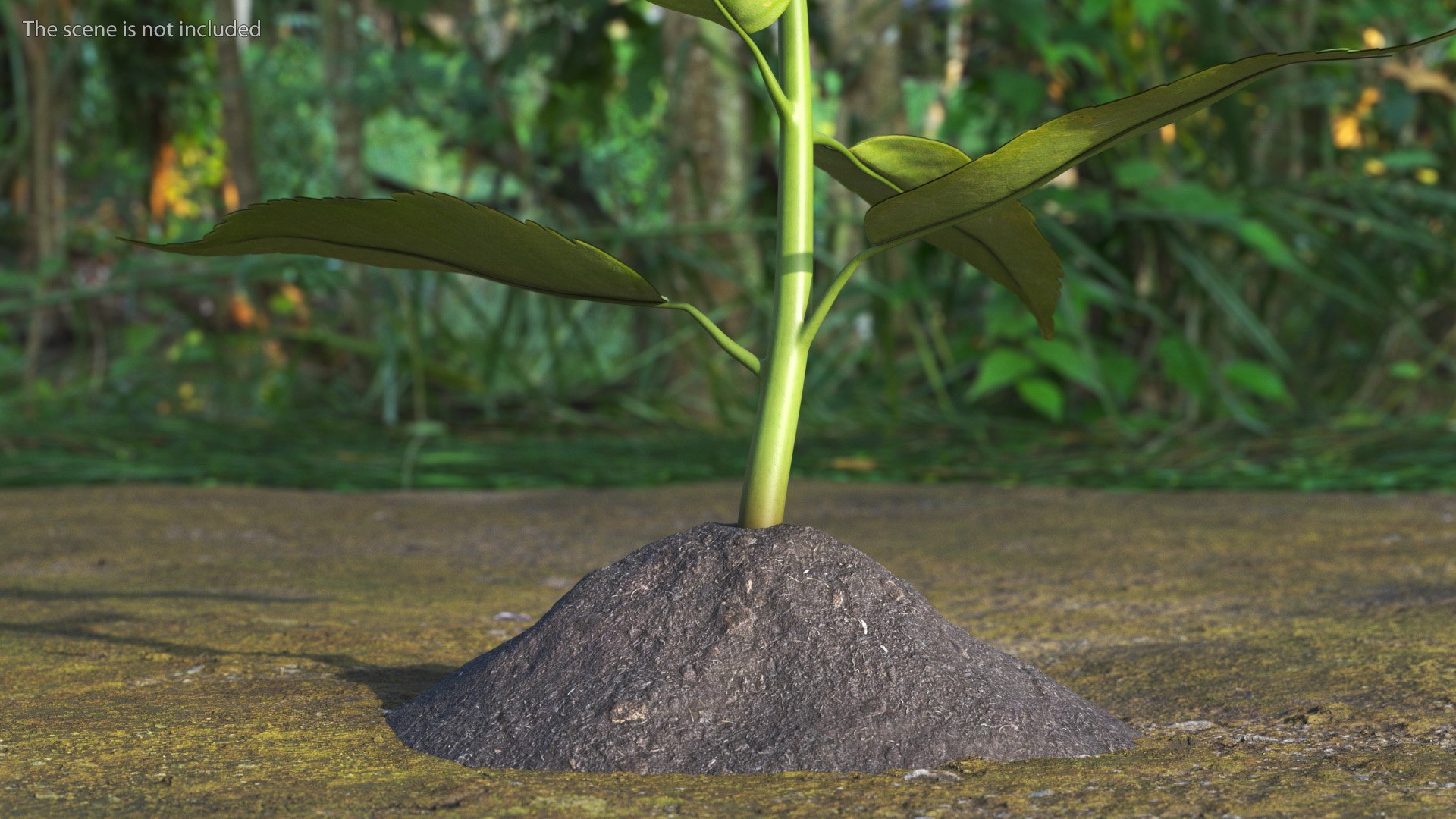 3D Young Plant With Roots - TurboSquid 2310864