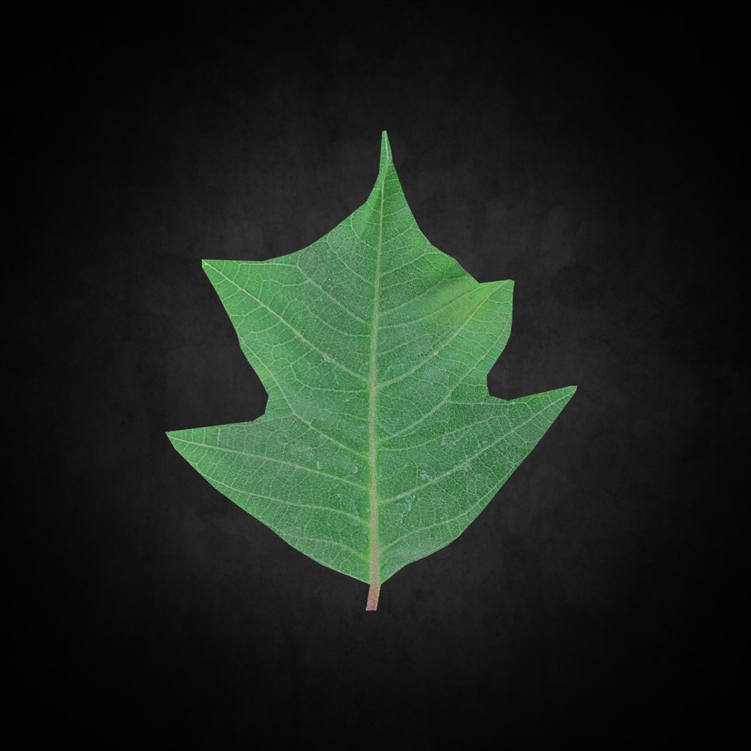 3D Model Low Poly Leaf 068 - TurboSquid 1852454