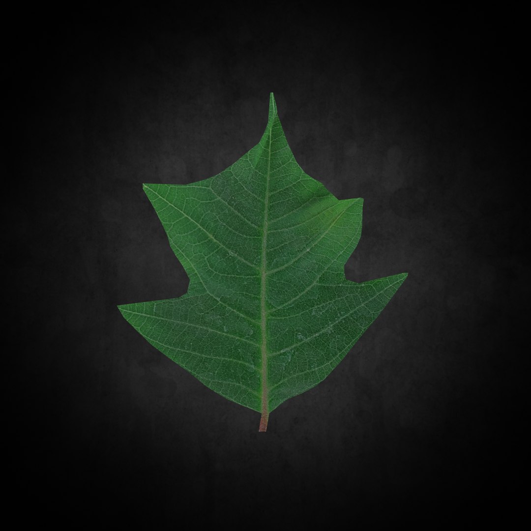 3D Model Low Poly Leaf 068 - TurboSquid 1852454