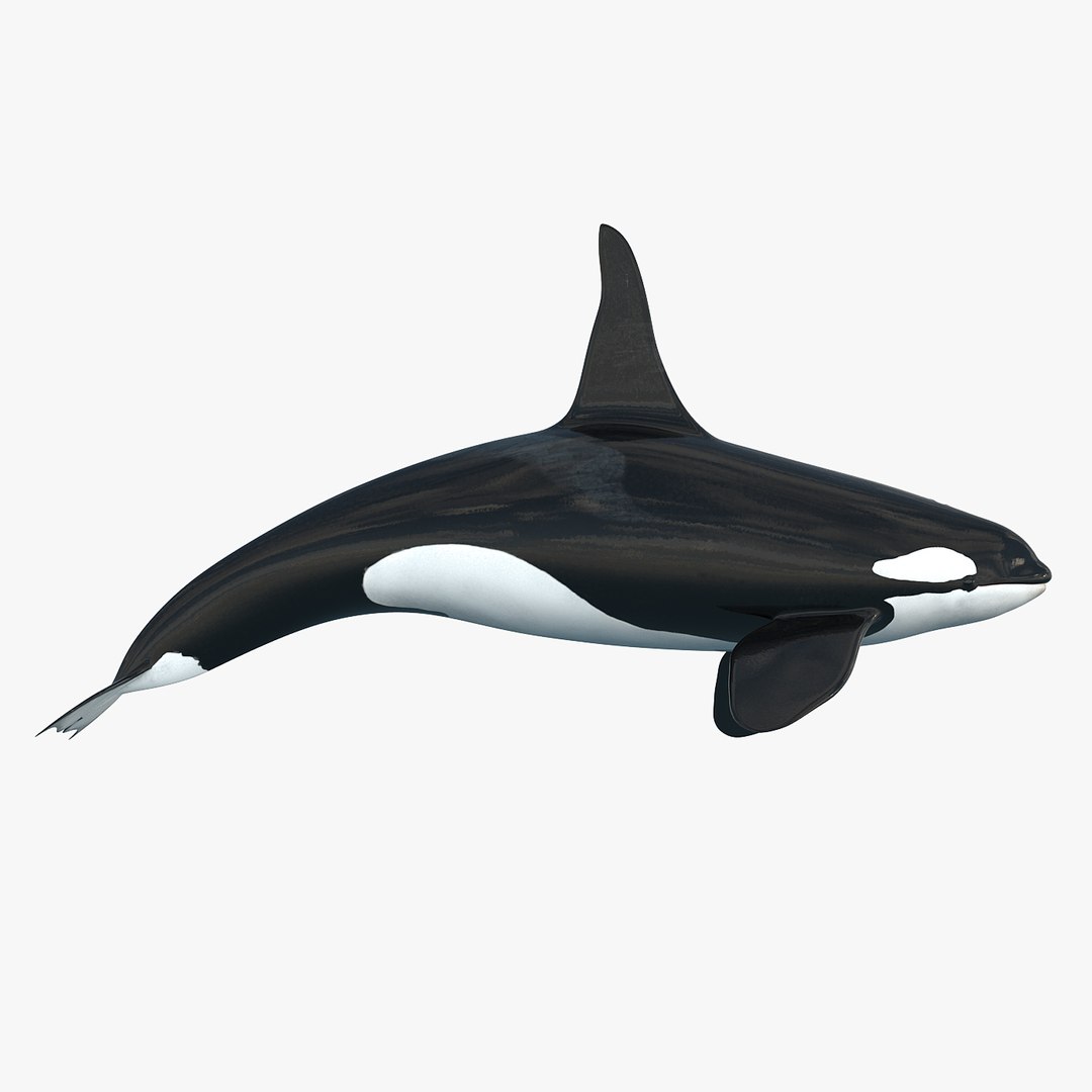 Killer Whale Rigged 3d Model