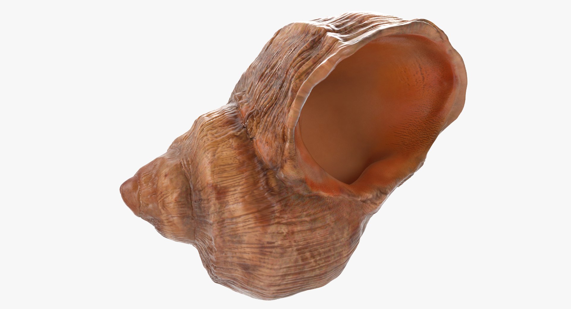3D Sea Shell | 1148662 | TurboSquid