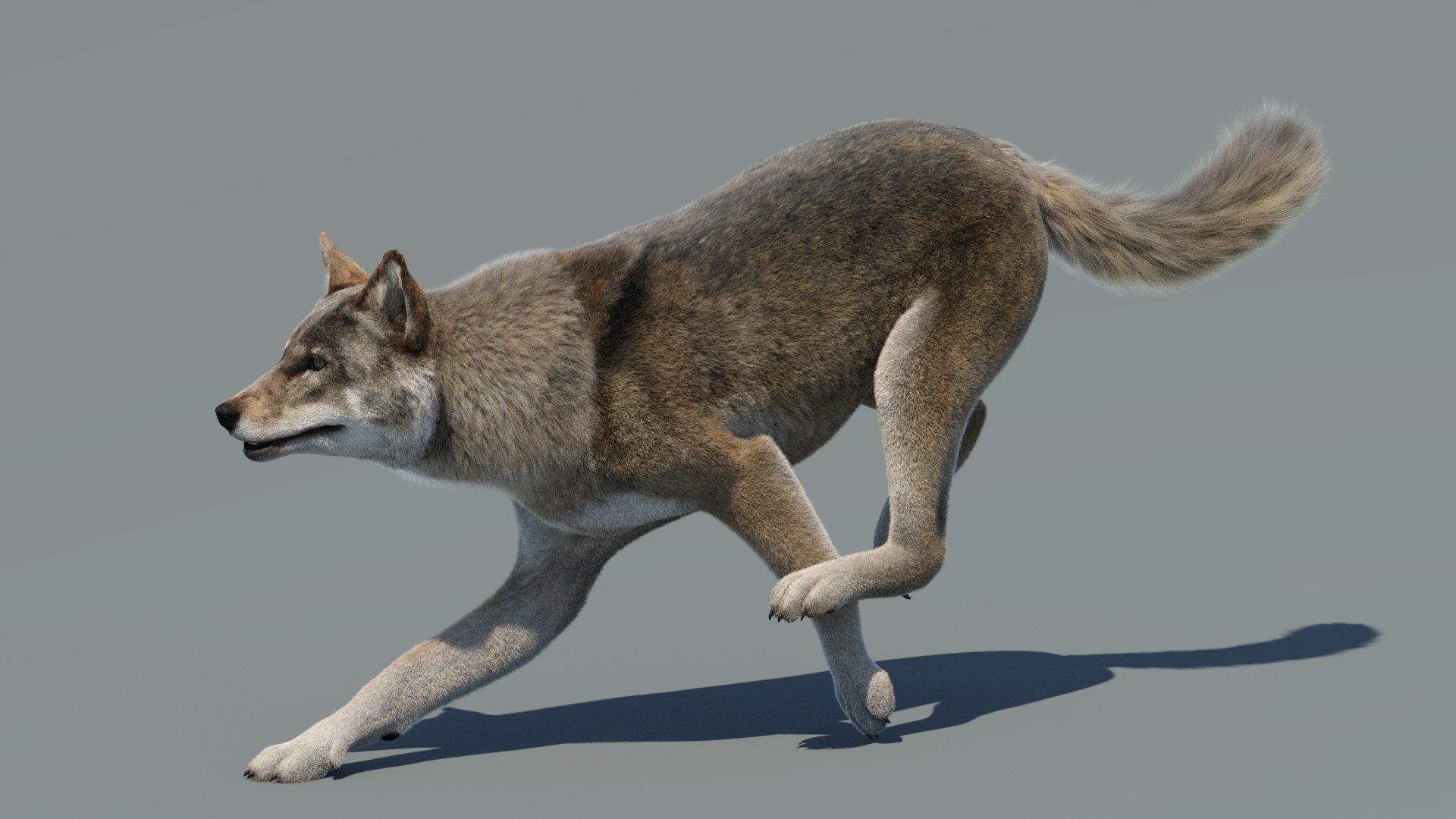 Animated Furry Red Wolf 3D Model - TurboSquid 2111215