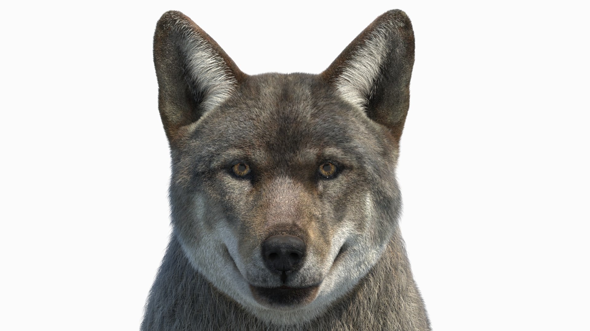 Animated Furry Red Wolf 3D model - TurboSquid 2111215