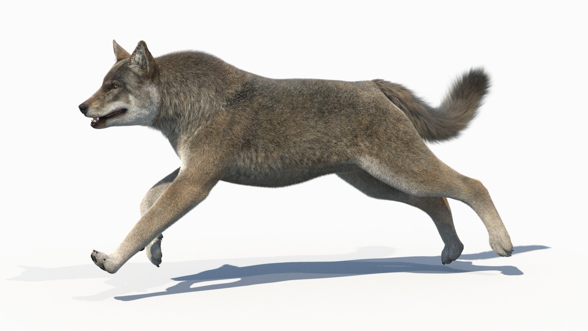 Animated Furry Red Wolf 3D model - TurboSquid 2111215
