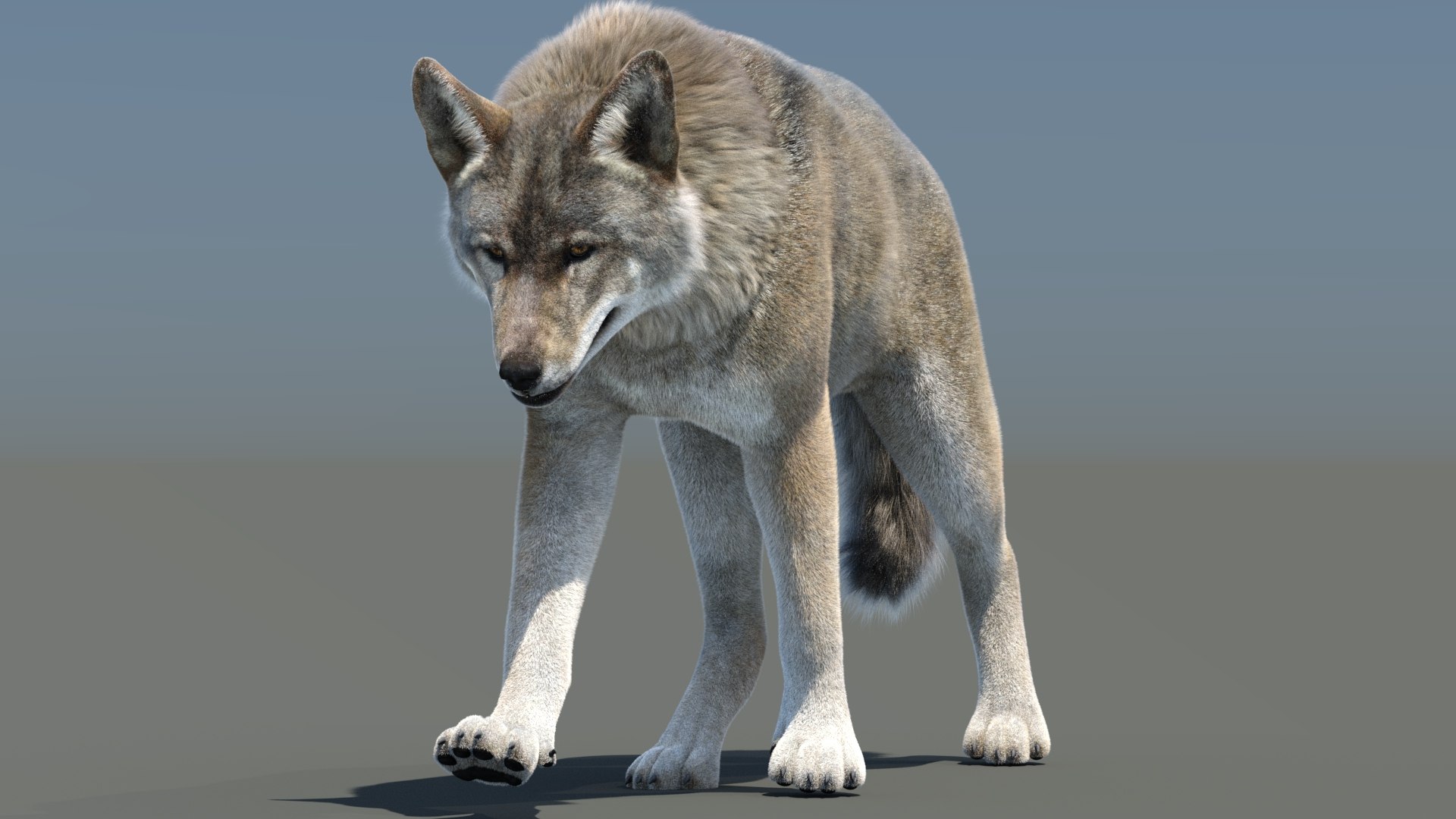 Animated Furry Red Wolf 3D model - TurboSquid 2111215