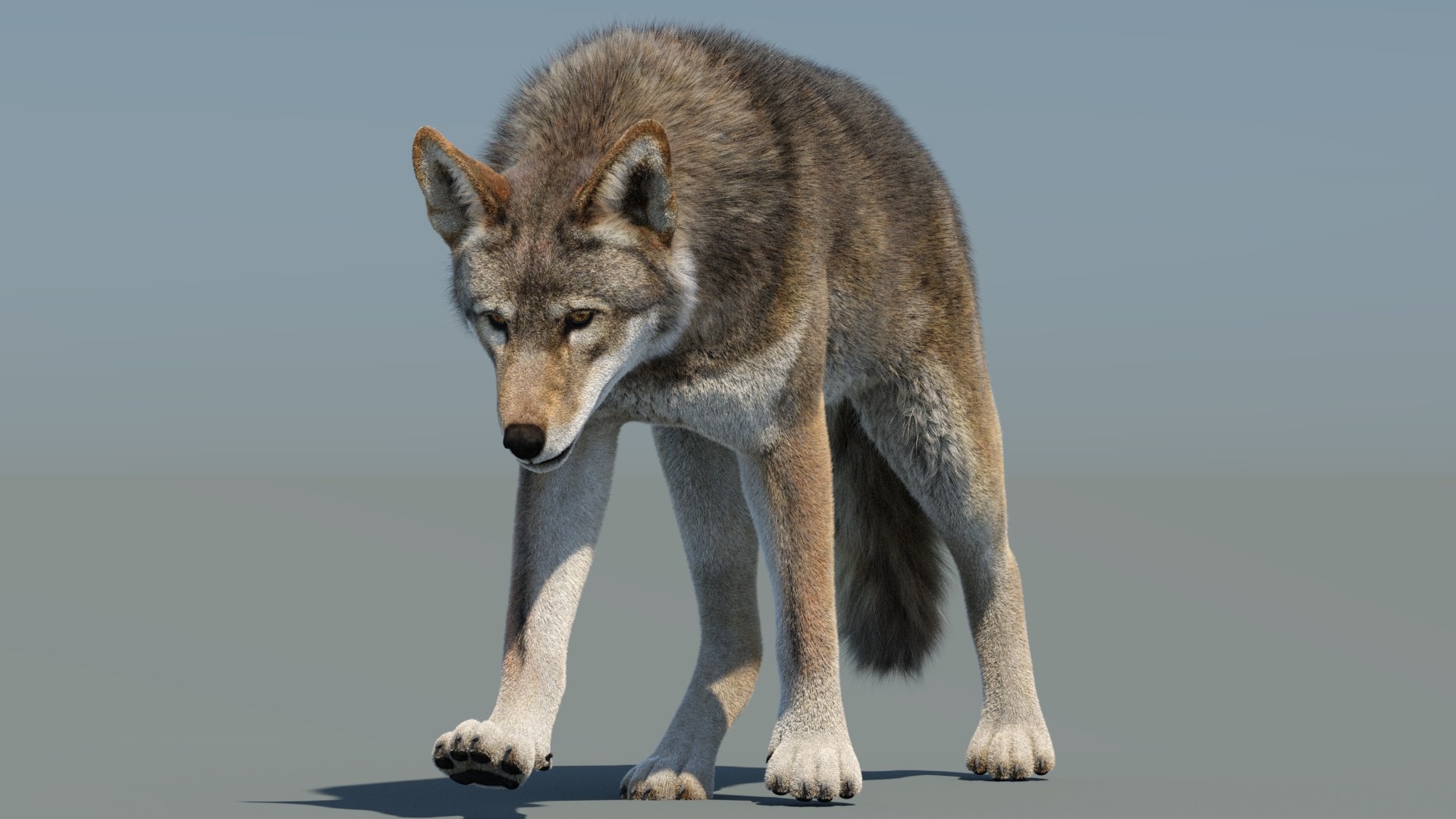 Animated Furry Red Wolf 3D Model - TurboSquid 2111215