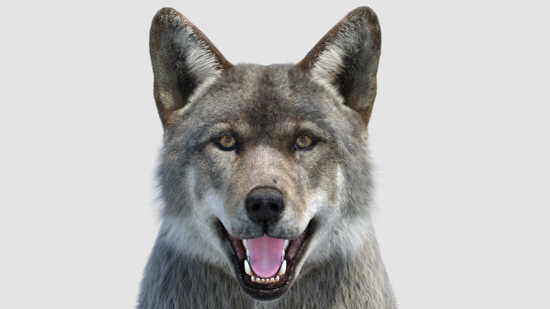 Animated Furry Red Wolf 3D model - TurboSquid 2111215