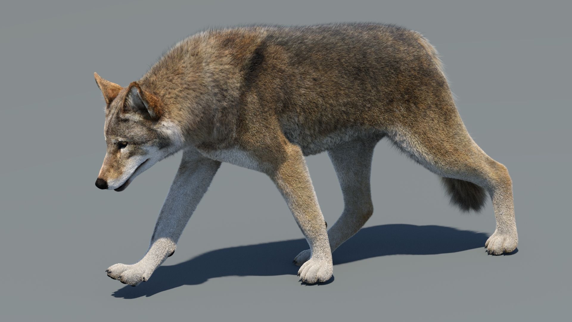 Animated Furry Red Wolf 3D Model - TurboSquid 2111215