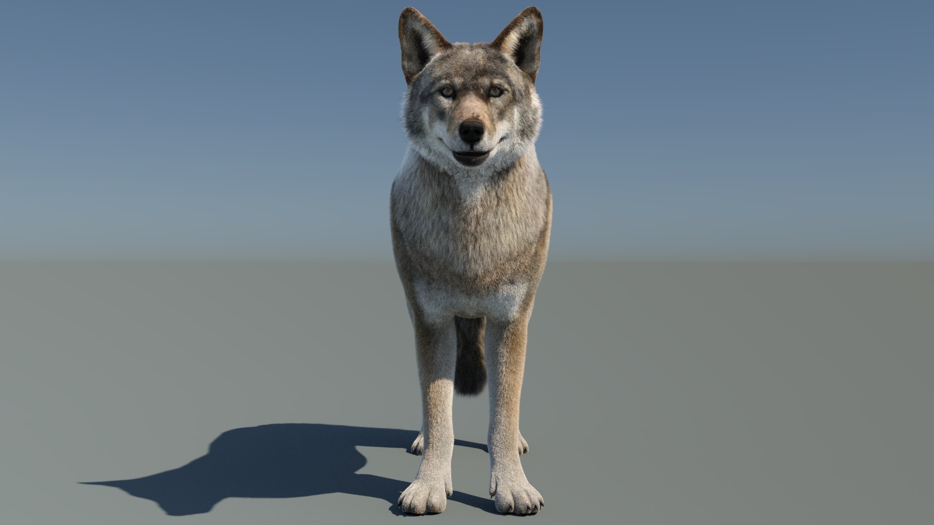 Animated Furry Red Wolf 3D Model - TurboSquid 2111215