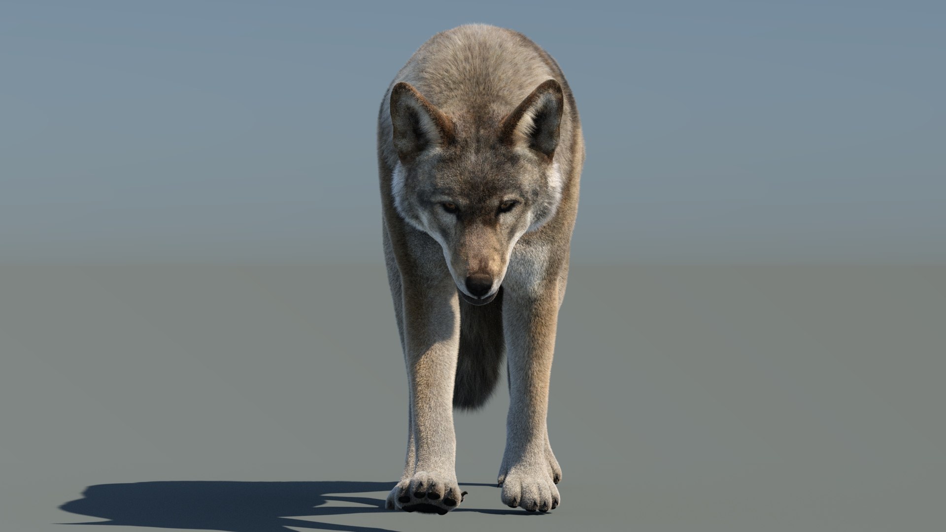 Animated Furry Red Wolf 3D Model - TurboSquid 2111215