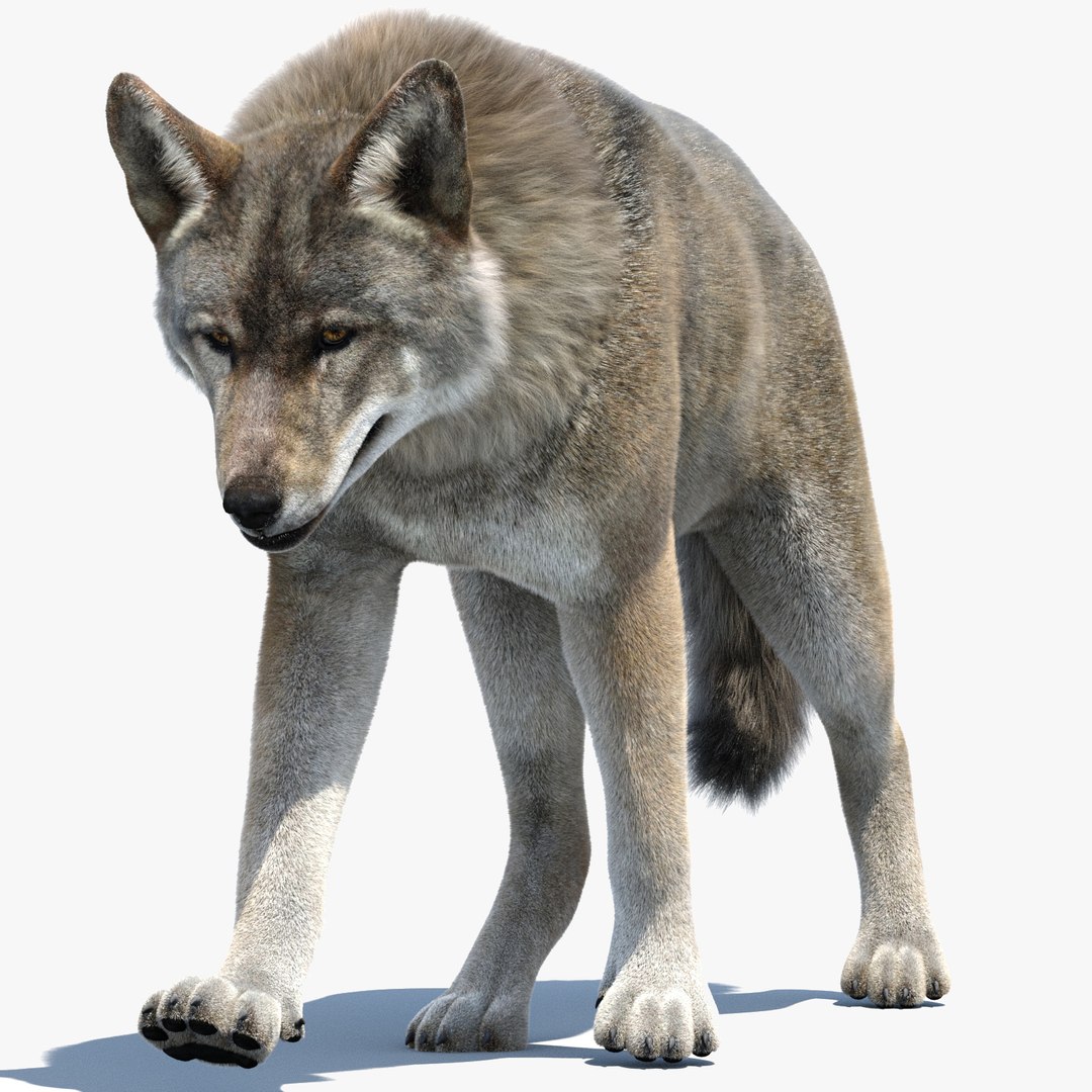 Animated Furry Red Wolf 3D model - TurboSquid 2111215