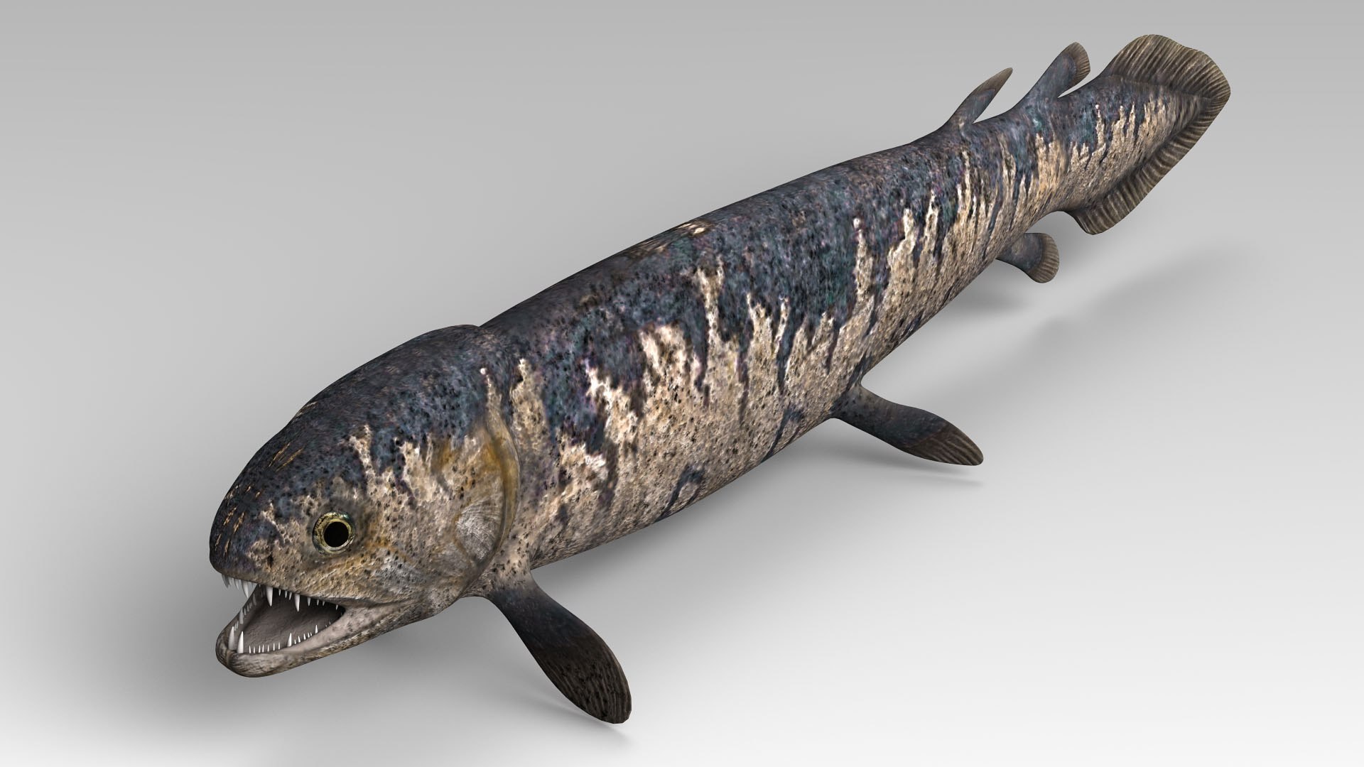 3D Rhizodus Model - TurboSquid 1346107