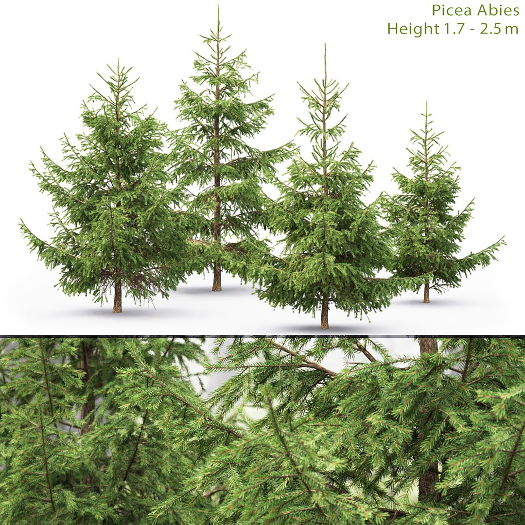 3D Spruce Tree Nature Model - TurboSquid 1694094